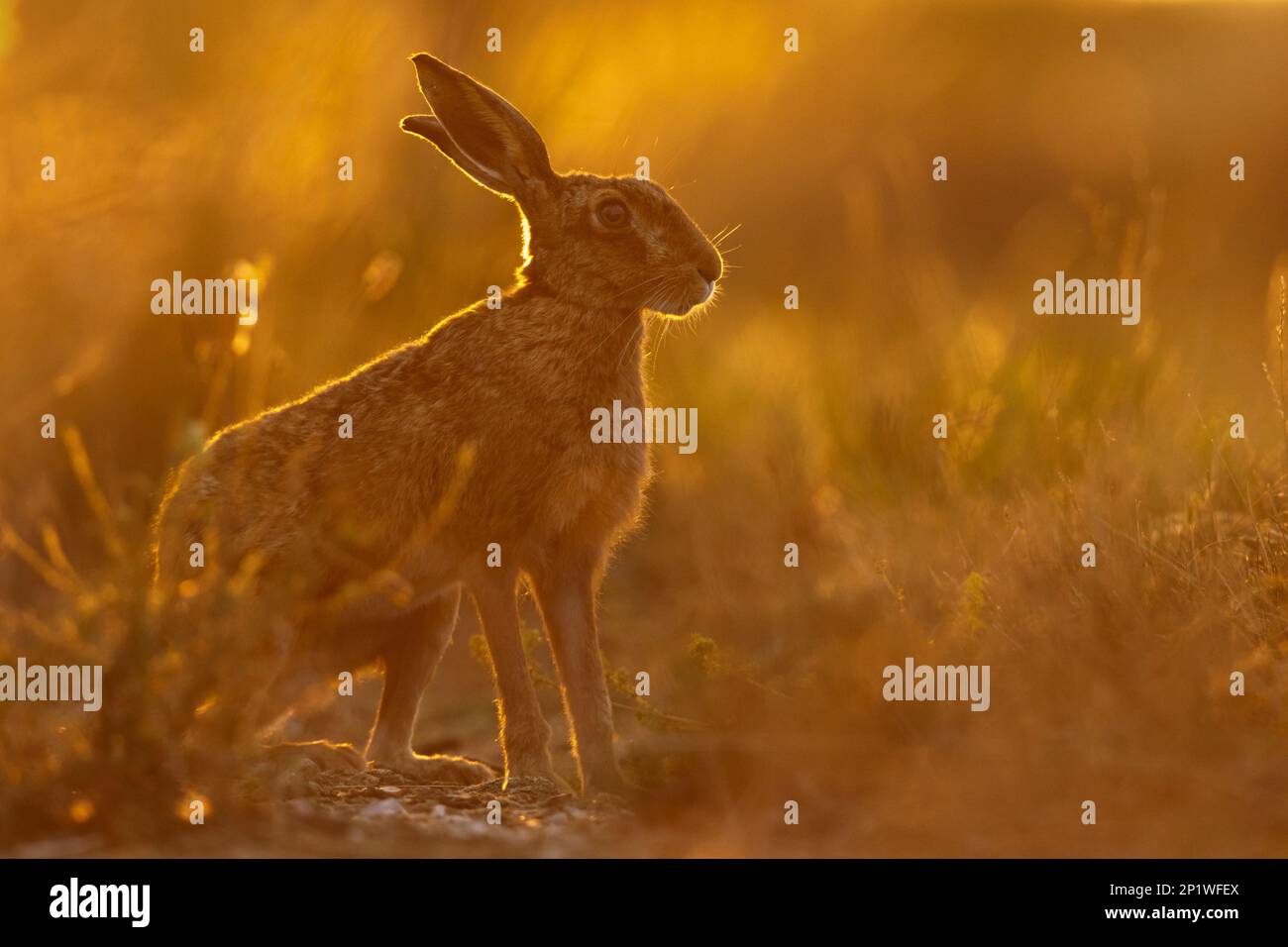 Farmhouse uk dusk hi-res stock photography and images - Alamy