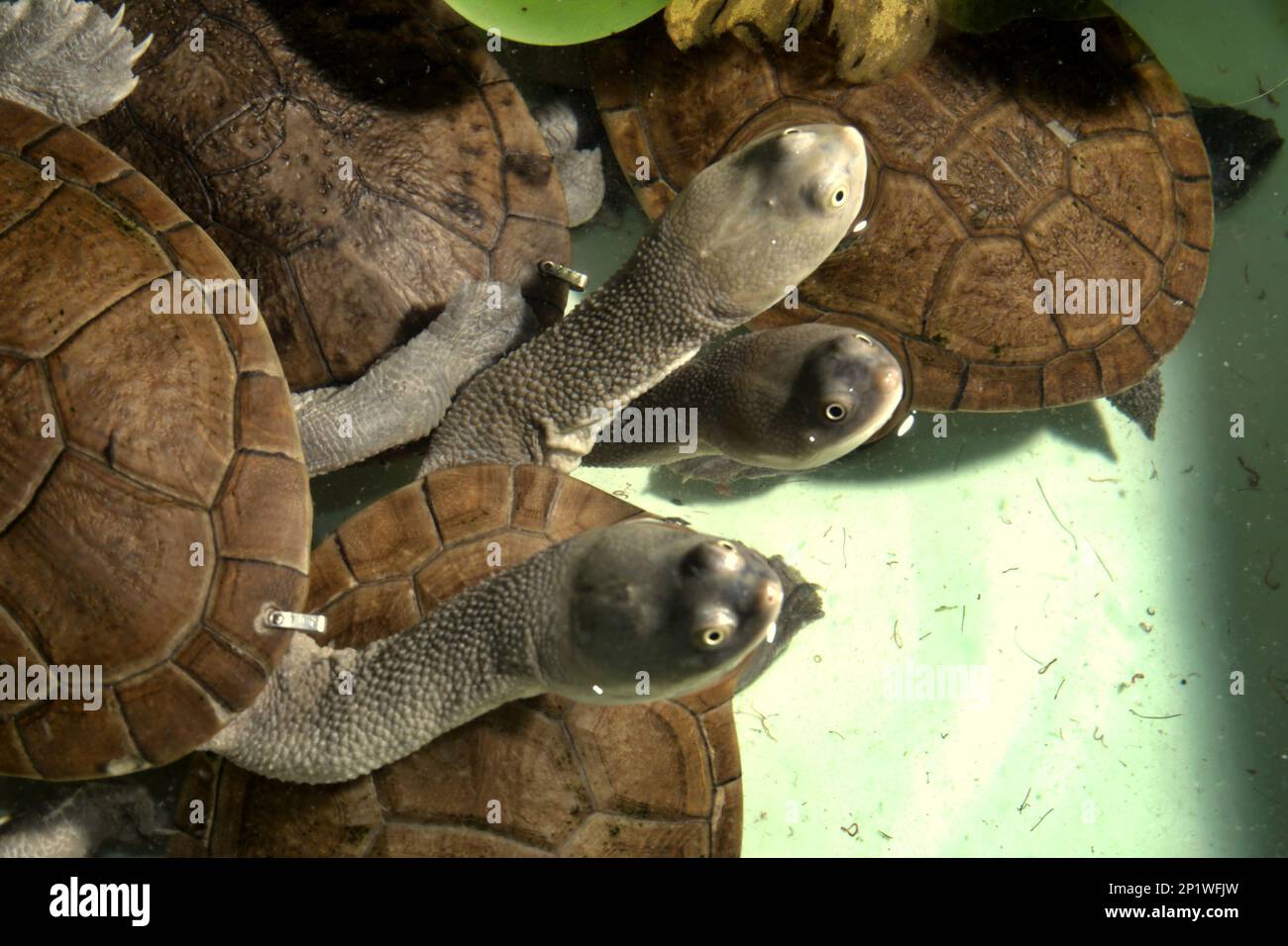 Freshwater turtles that are threatened by extinction risk (critically ...