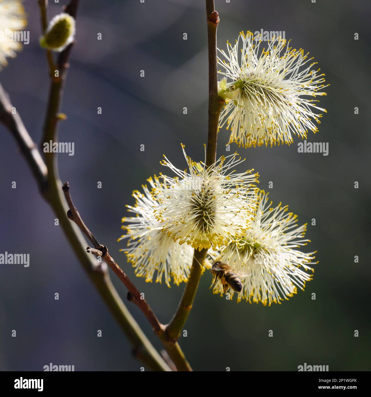 Flowers of the blooming spring willow Stock Photo - Alamy