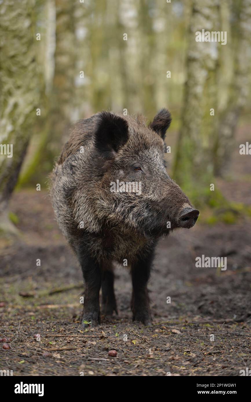Wild boar, Game Park, Gross Schoenebeck, Schorfheide, Brandenburg ...