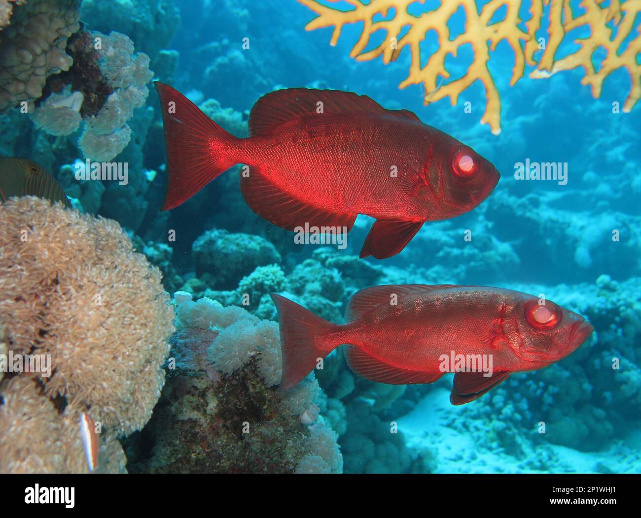 Common bigeyes (Priacanthus hamrur), St. Johns Reef, Red Sea, Egypt ...