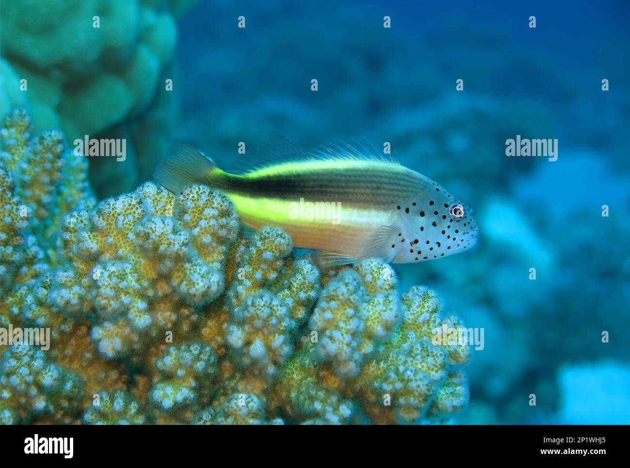 Black-sided hawkfish (Paracirrhites forsteri), St. John's Reef, Red Sea ...