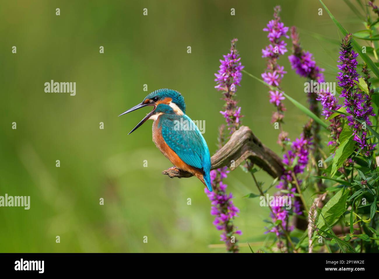 Common kingfisher (Alcedo atthis) Indicator of clean flowing waters ...