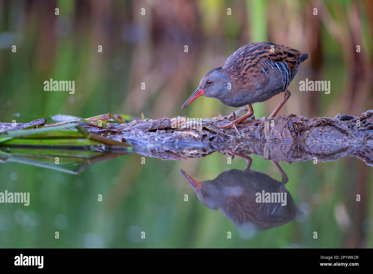 Water Rail (Rallus aquaticus) shy rail bird, habitat photo, reflection ...