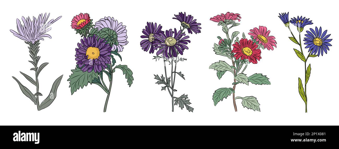 September Birth Month Flower