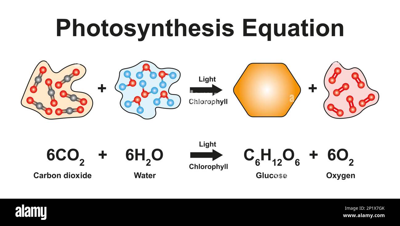 Photosynthesis equation, illustration Stock Photo - Alamy Photosynthesis equation, illustration Stock Photo - Alamy
