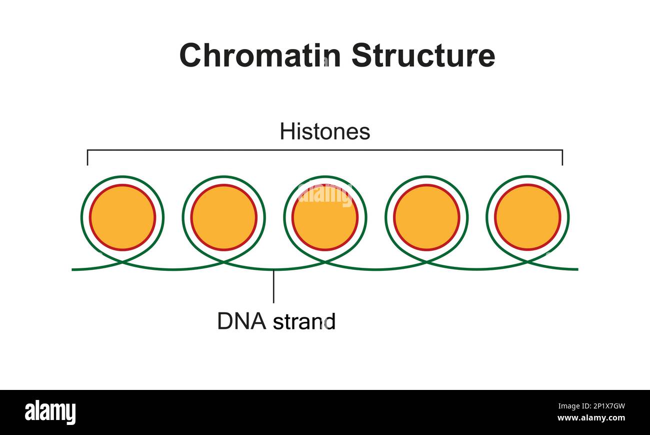 Chromatin structure, illustration Stock Photo - Alamy