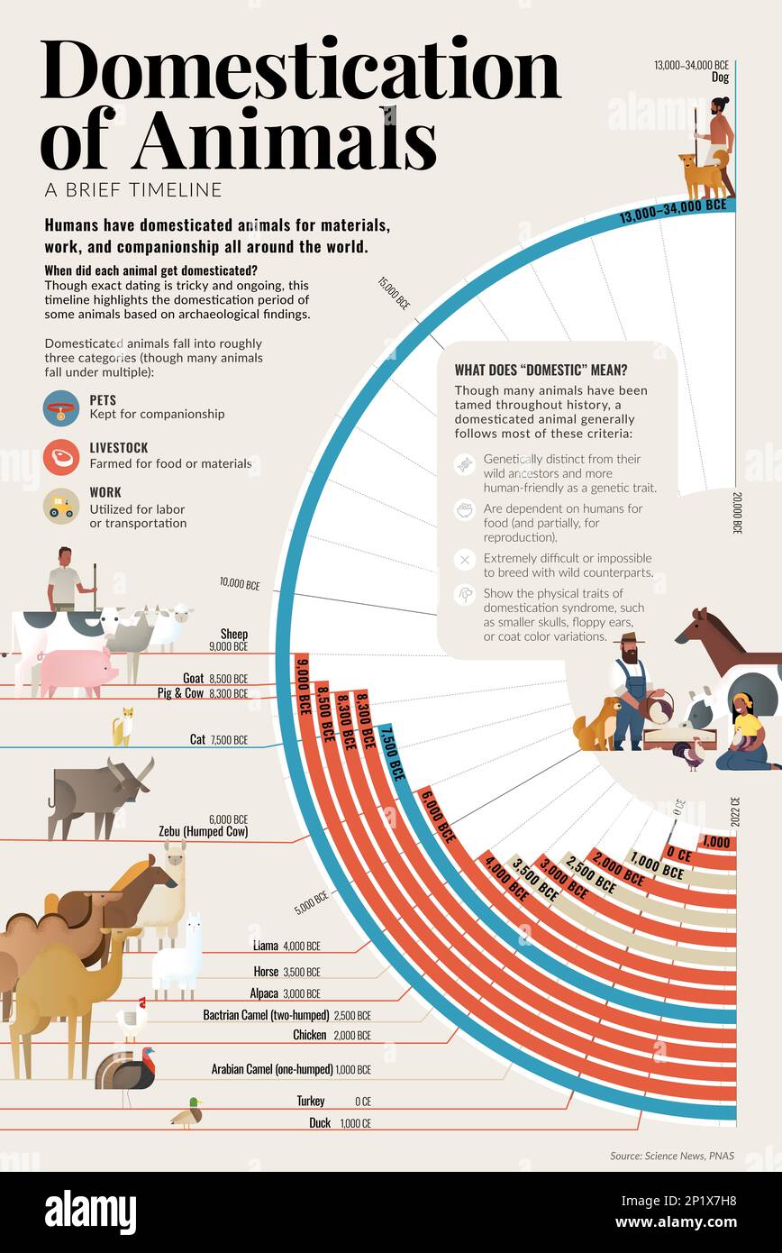 Domestication of animals, illustration Stock Photo - Alamy