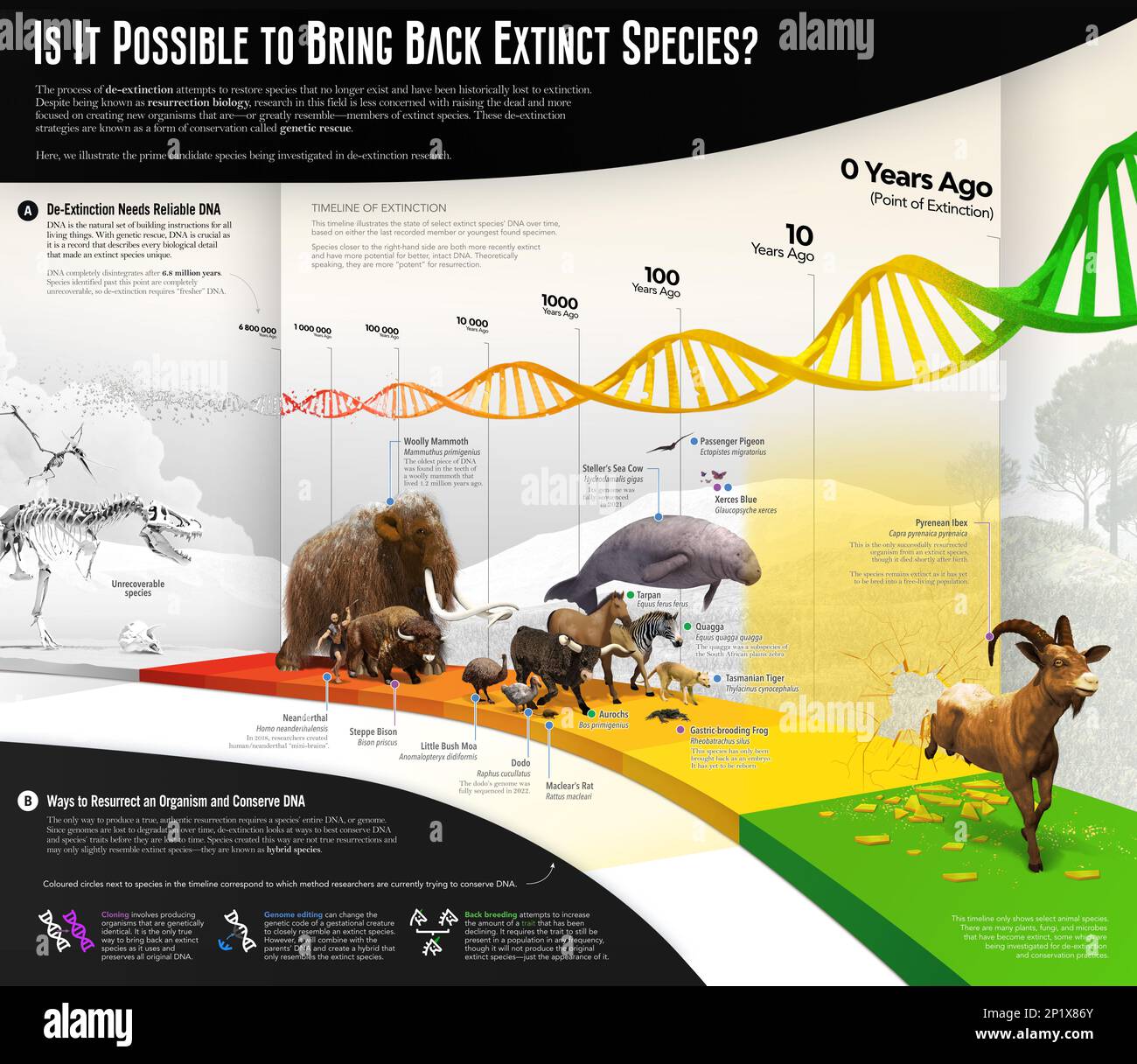 Extinct sea cow hi-res stock photography and images - Alamy