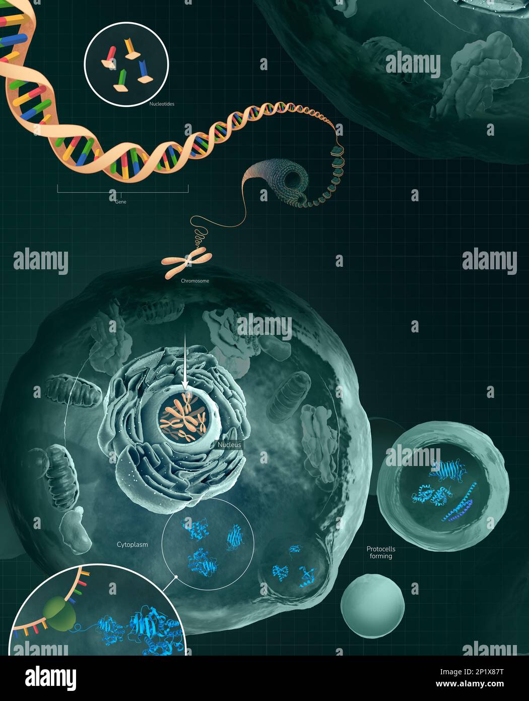 The role of DNA in the cell, illustration Stock Photo - Alamy
