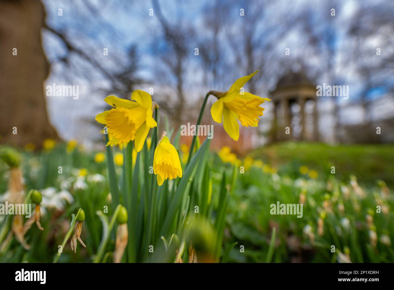 3rd March 2023 Dodding Hall Gardens, Doddington, near Lincoln ...