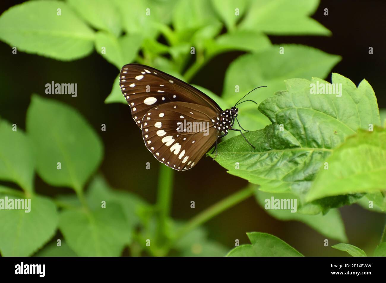 Indian common crow. Euploea core Stock Photo - Alamy