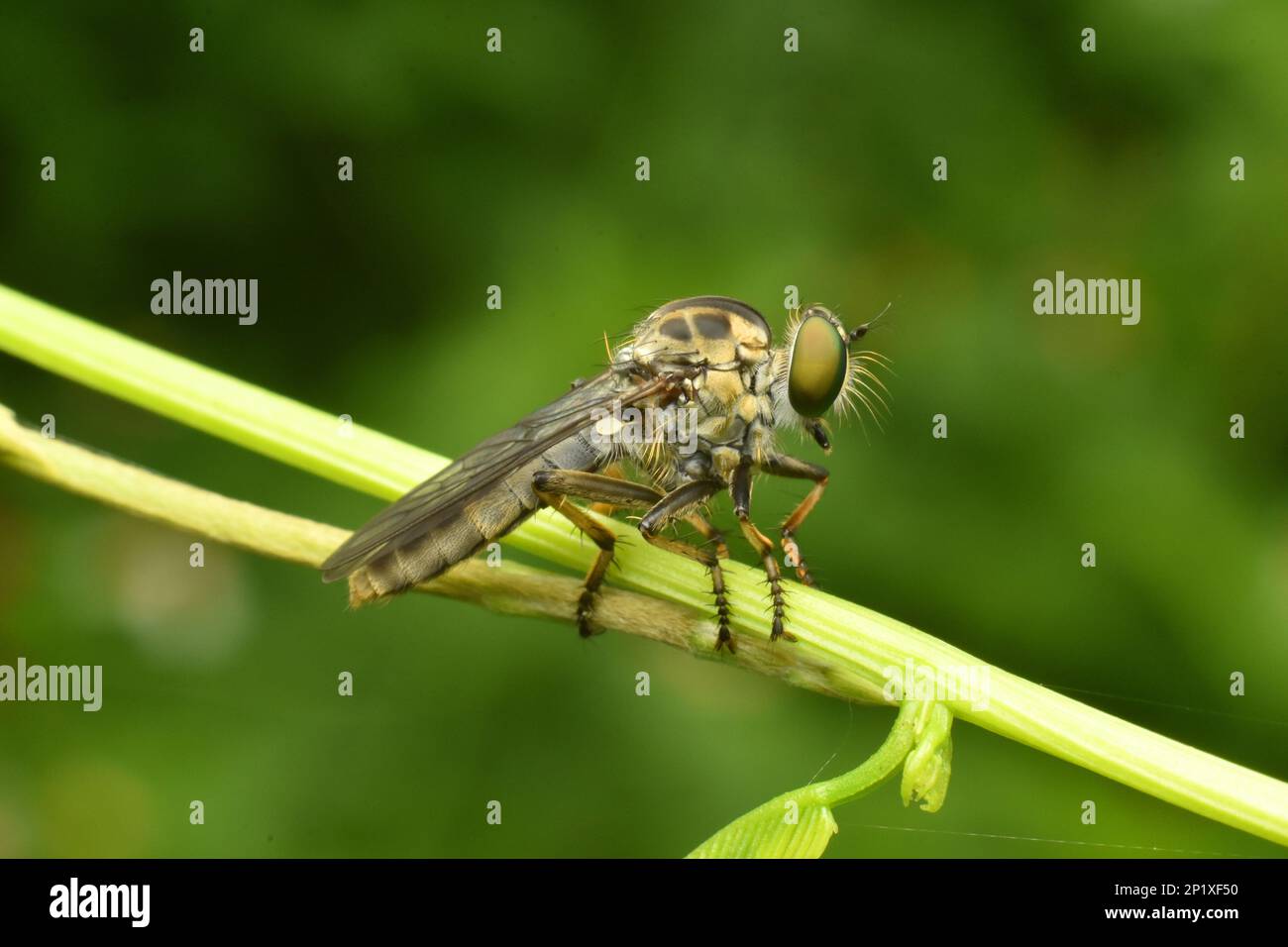 Robber fly resting on vine. Macro Stock Photo - Alamy