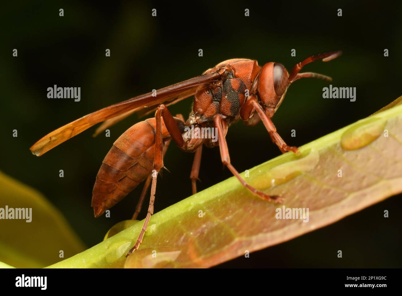 Giant brown paper wasp. Polistes gigas Stock Photo - Alamy