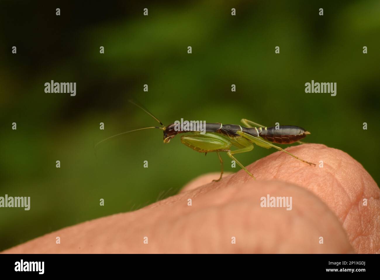 Ant morphology hi-res stock photography and images - Alamy