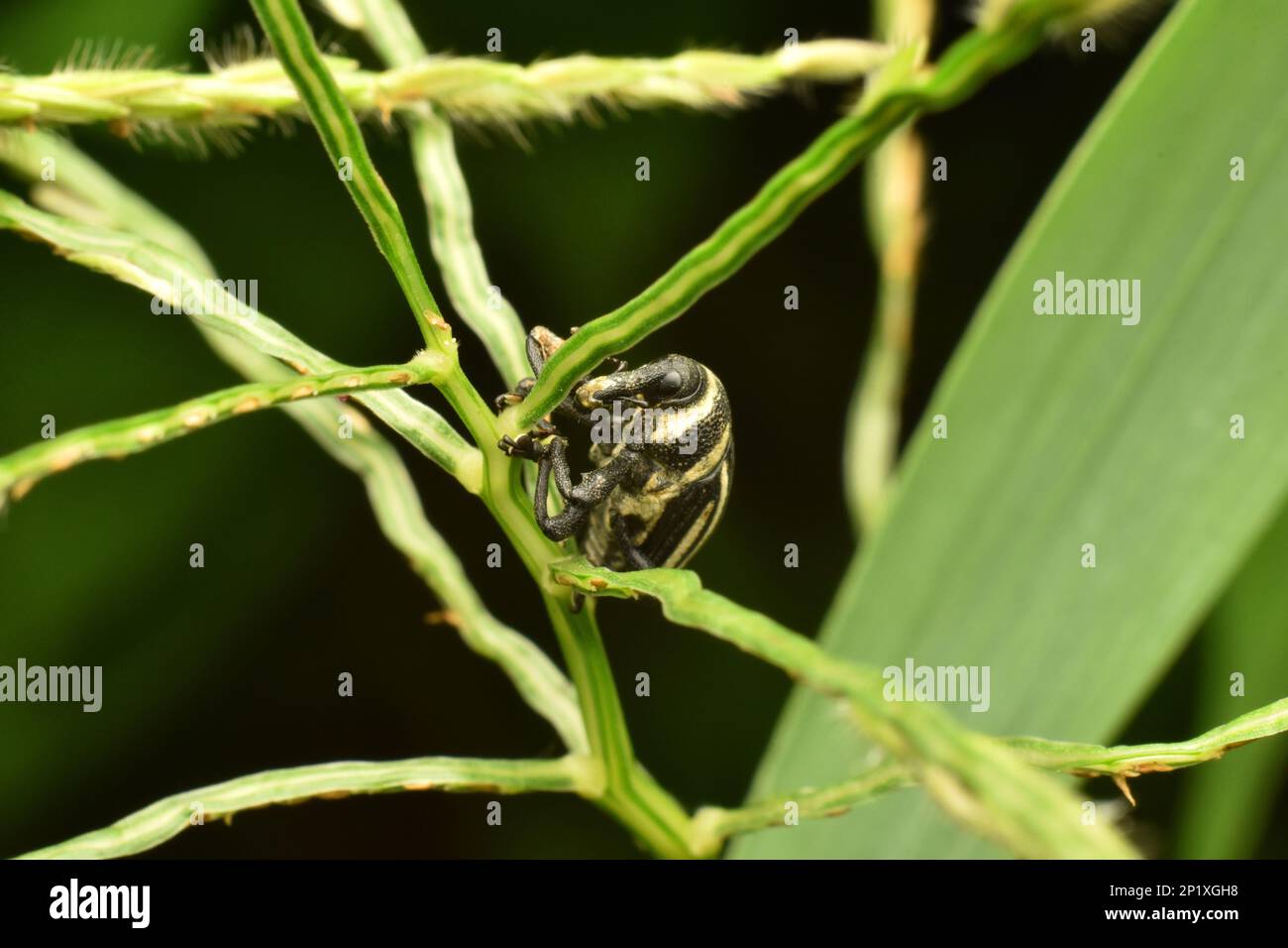 Stripped weevil hiding among green bush. Alcidodes immutatus. Java ...