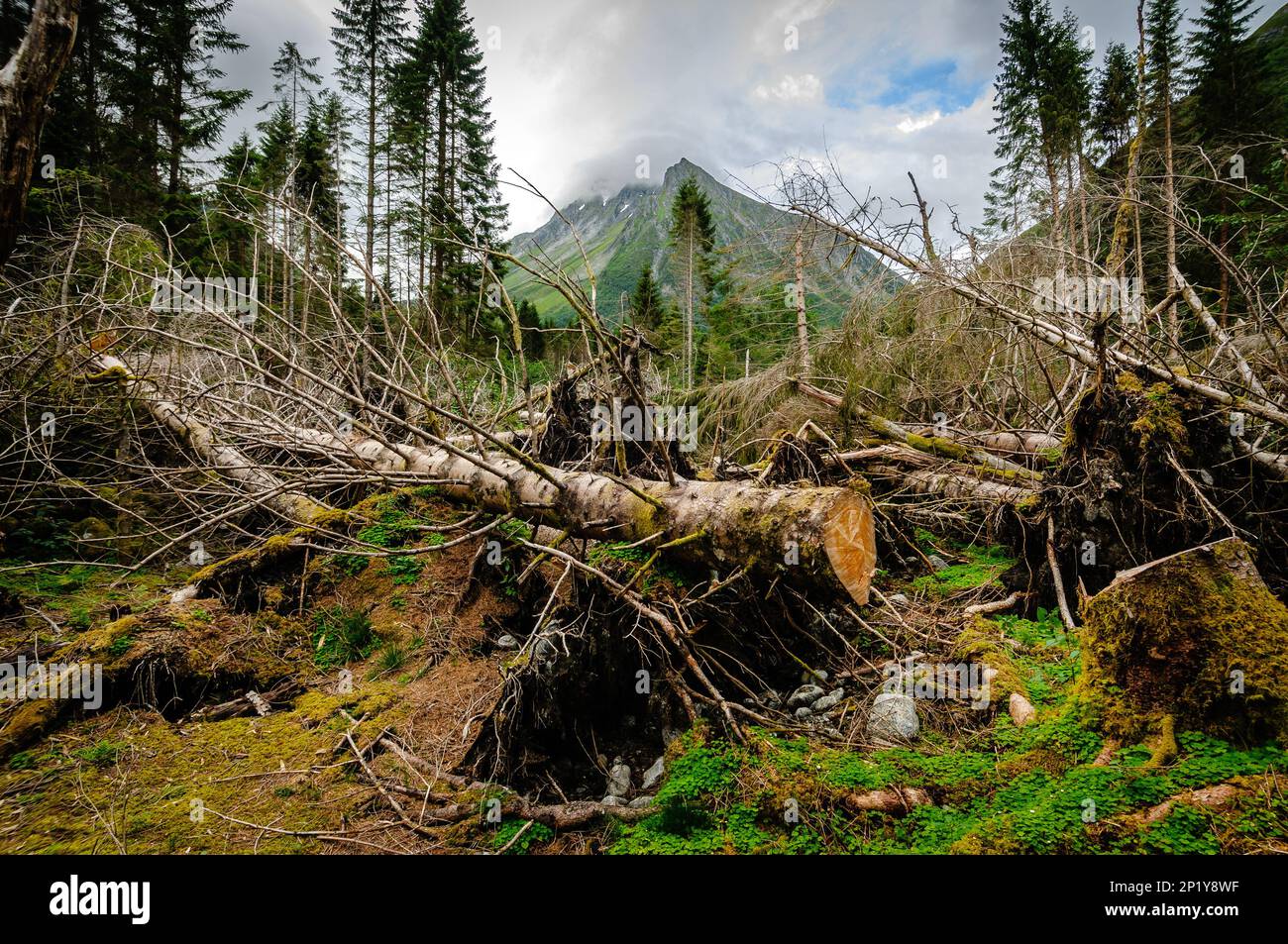 fir trees that have fallen over due to a storm Stock Photo - Alamy
