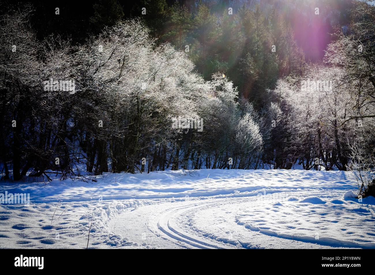 ski slope with trees in backlight Stock Photo - Alamy