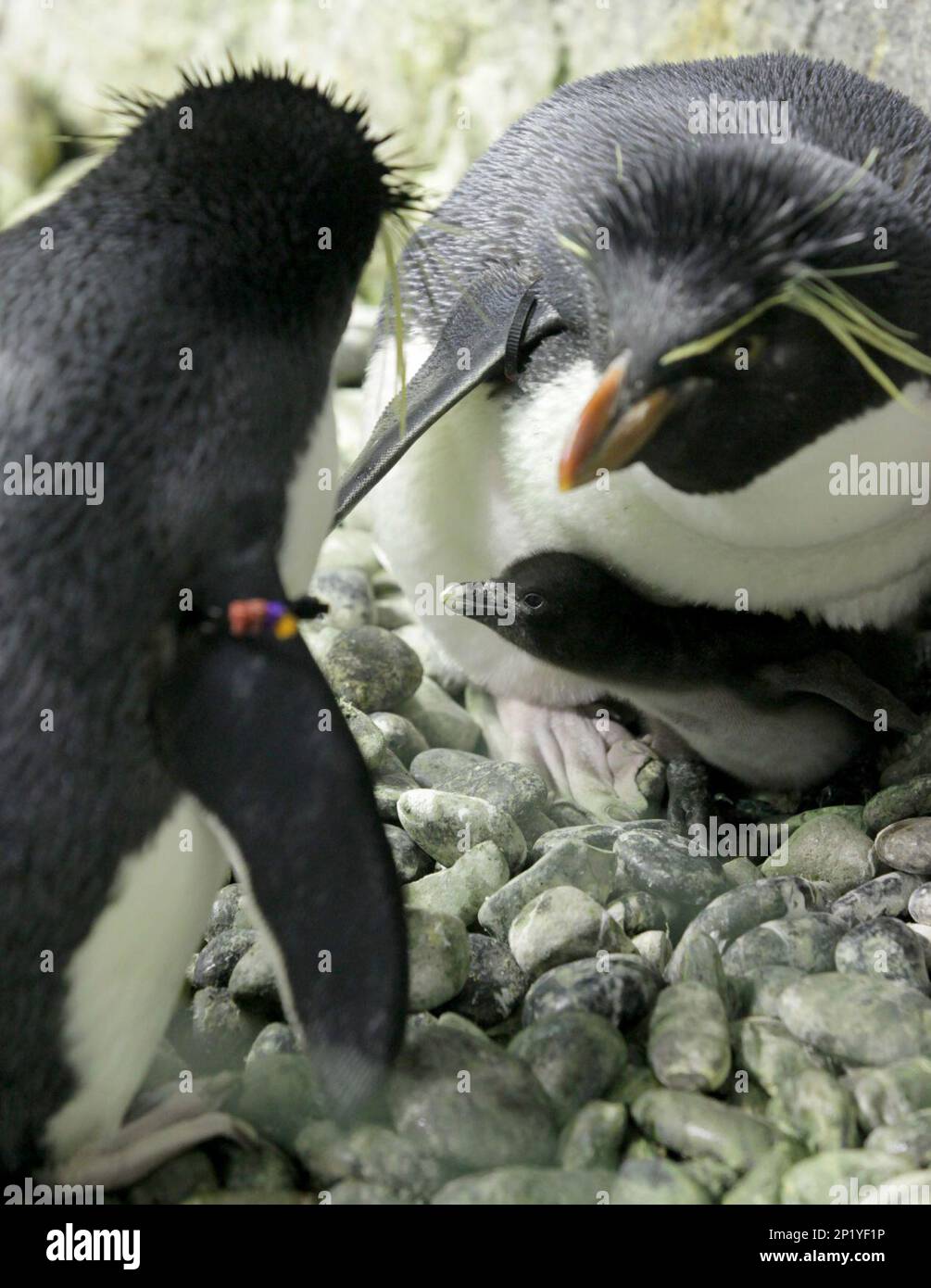 This Dec. 21, 2015 photo shows a southern rockhopper chick peeking out ...