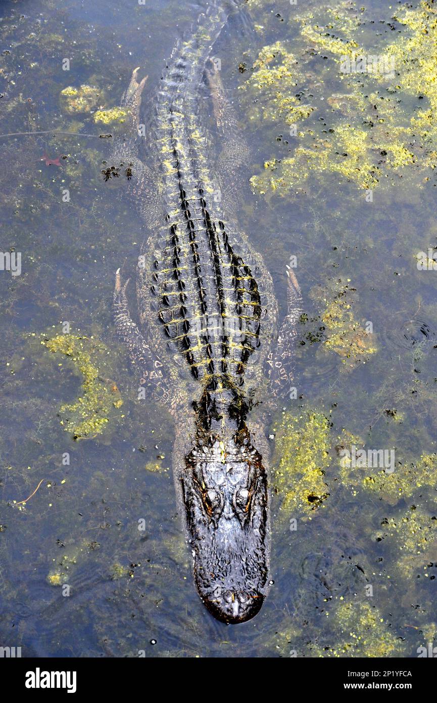 An alligator patrols the still waters at Brick Pond Park, Monday, Sept ...