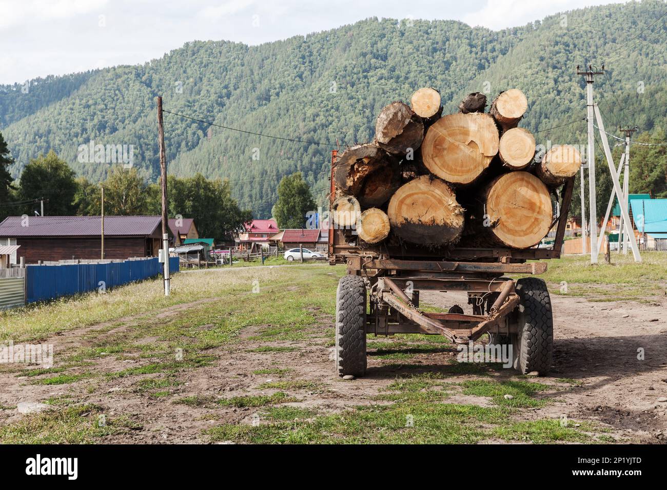 Truck trailer full of Siberian pine logs stands on a roadside. Altay ...