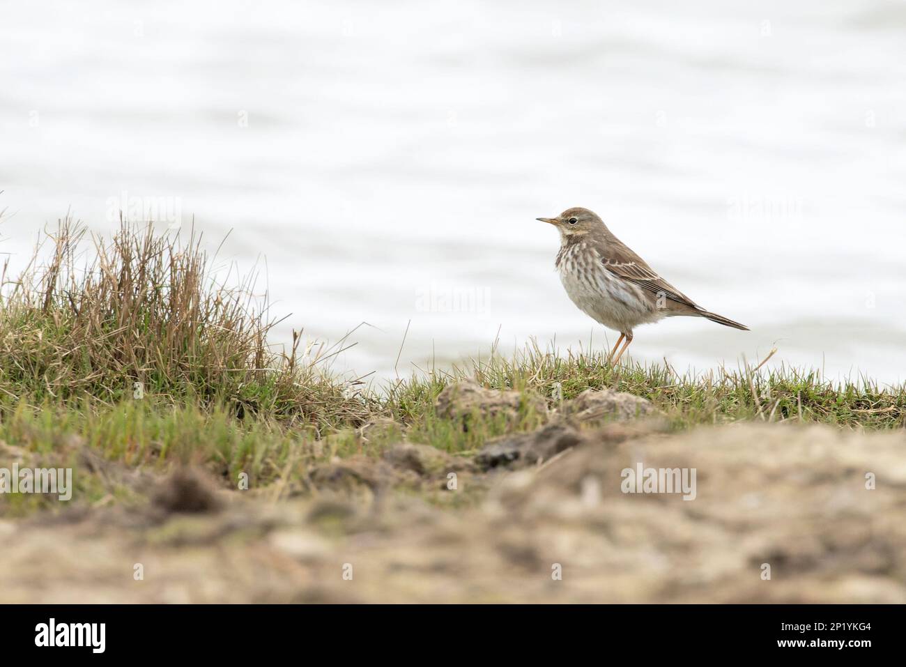 Water Pipit (Anthus spinoletta) in winter plumage Cley Marshes Norfolk ...