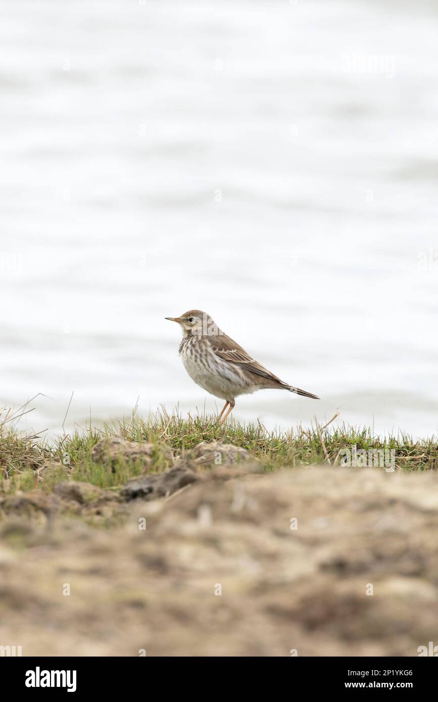 Water Pipit (Anthus spinoletta) in winter plumage Cley Marshes Norfolk ...