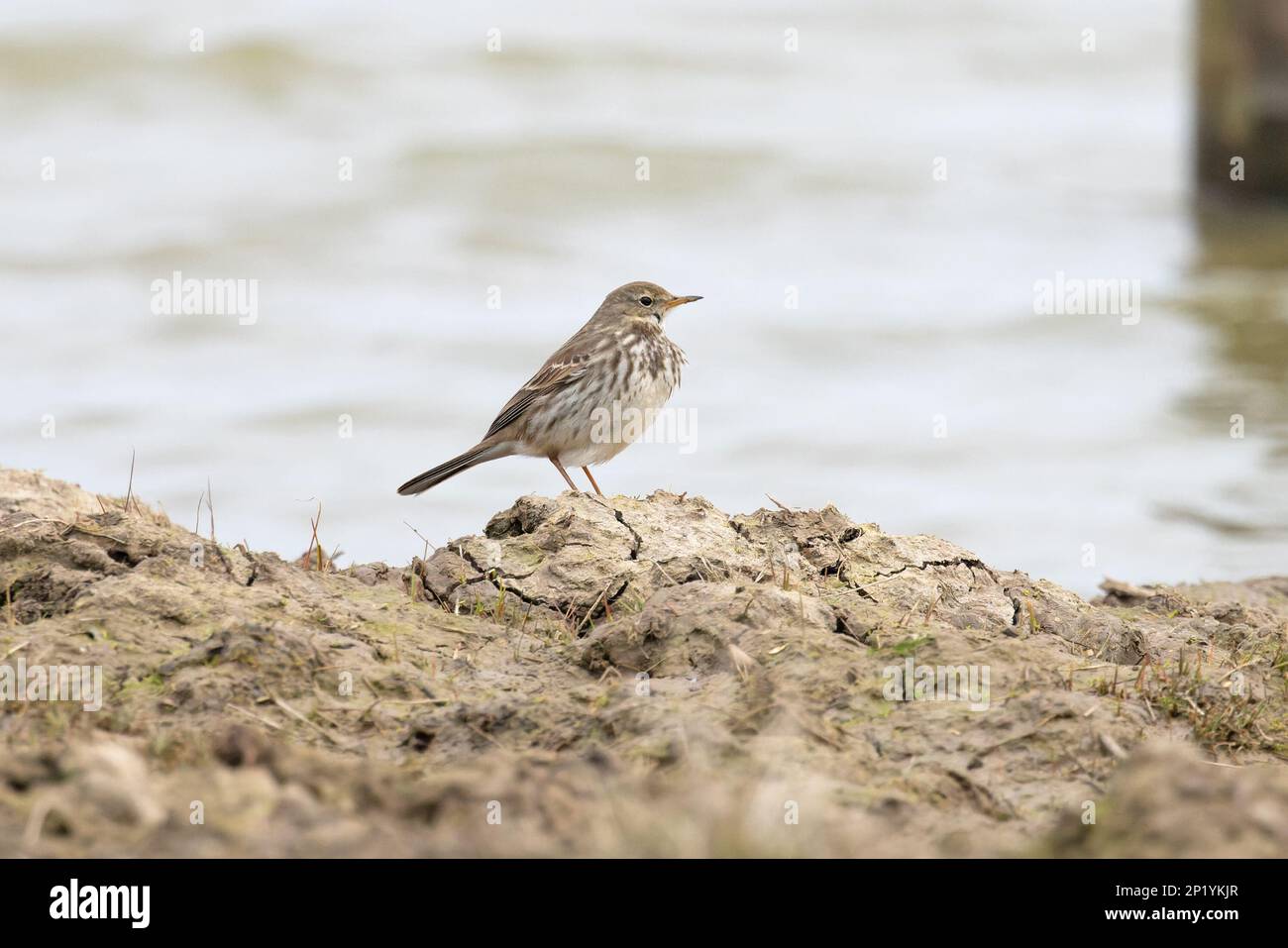 Water Pipit (Anthus spinoletta) in winter plumage Cley Marshes Norfolk ...
