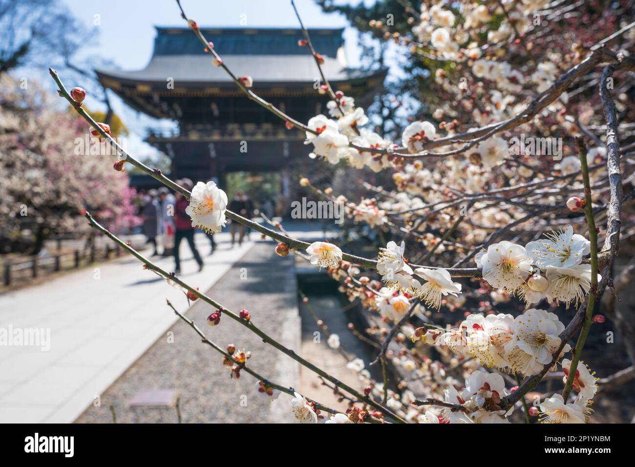 Kyoto, Japan - March 03 2023 : Kitano Tenmangu Shrine plum blossom ...