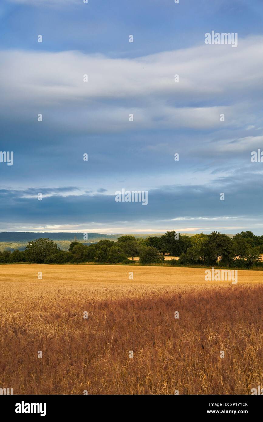 Landscape in Germany, Rhine-Neckar-region near Heidelberg, with a grain ...