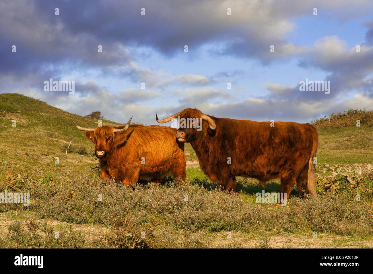 Highland cattle in the North Holland dune reserve. A bull and a cow ...
