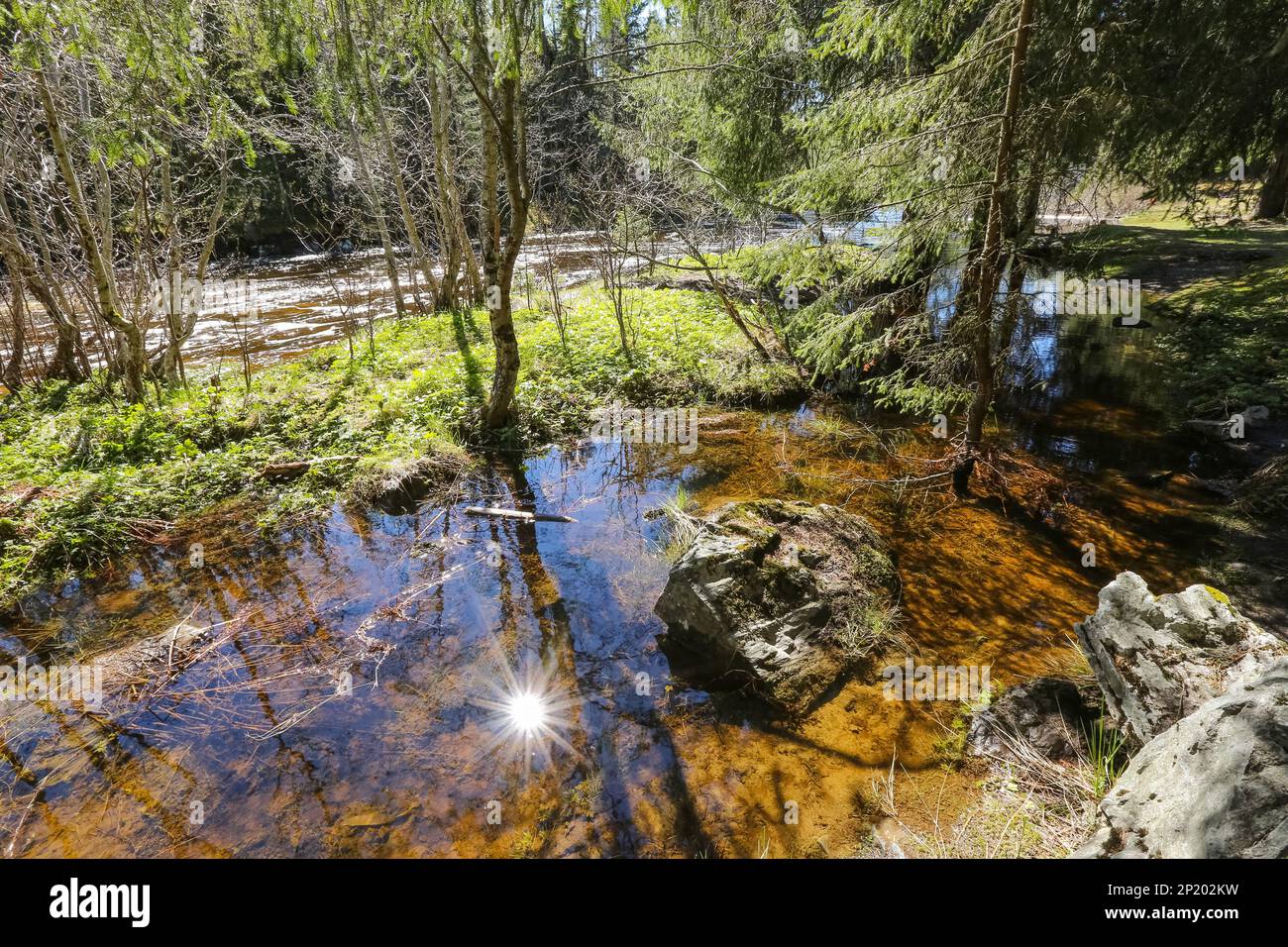 Spring flood at the river Homla located in Malvik municipality , Norway ...
