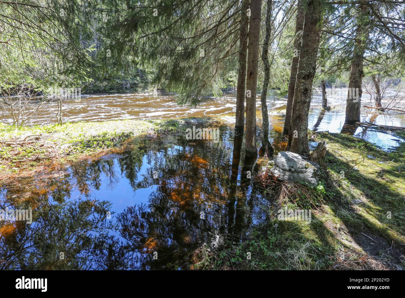 Spring flood at the river Homla located in Malvik municipality , Norway ...