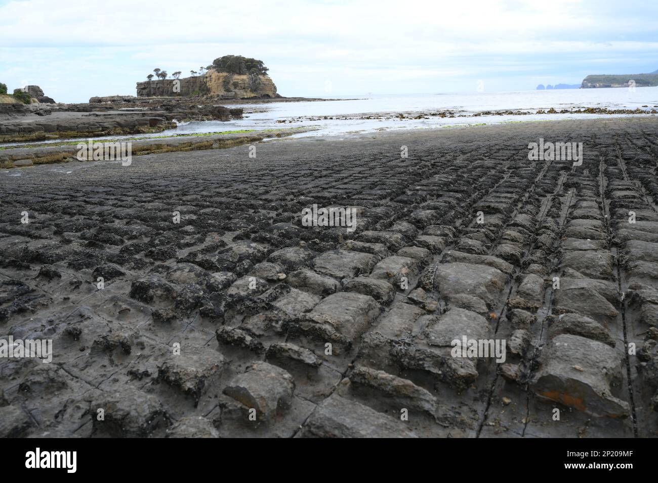 Tessellated pavements at Eaglehawk Neck Bay on the Tasman Peninsula, a ...