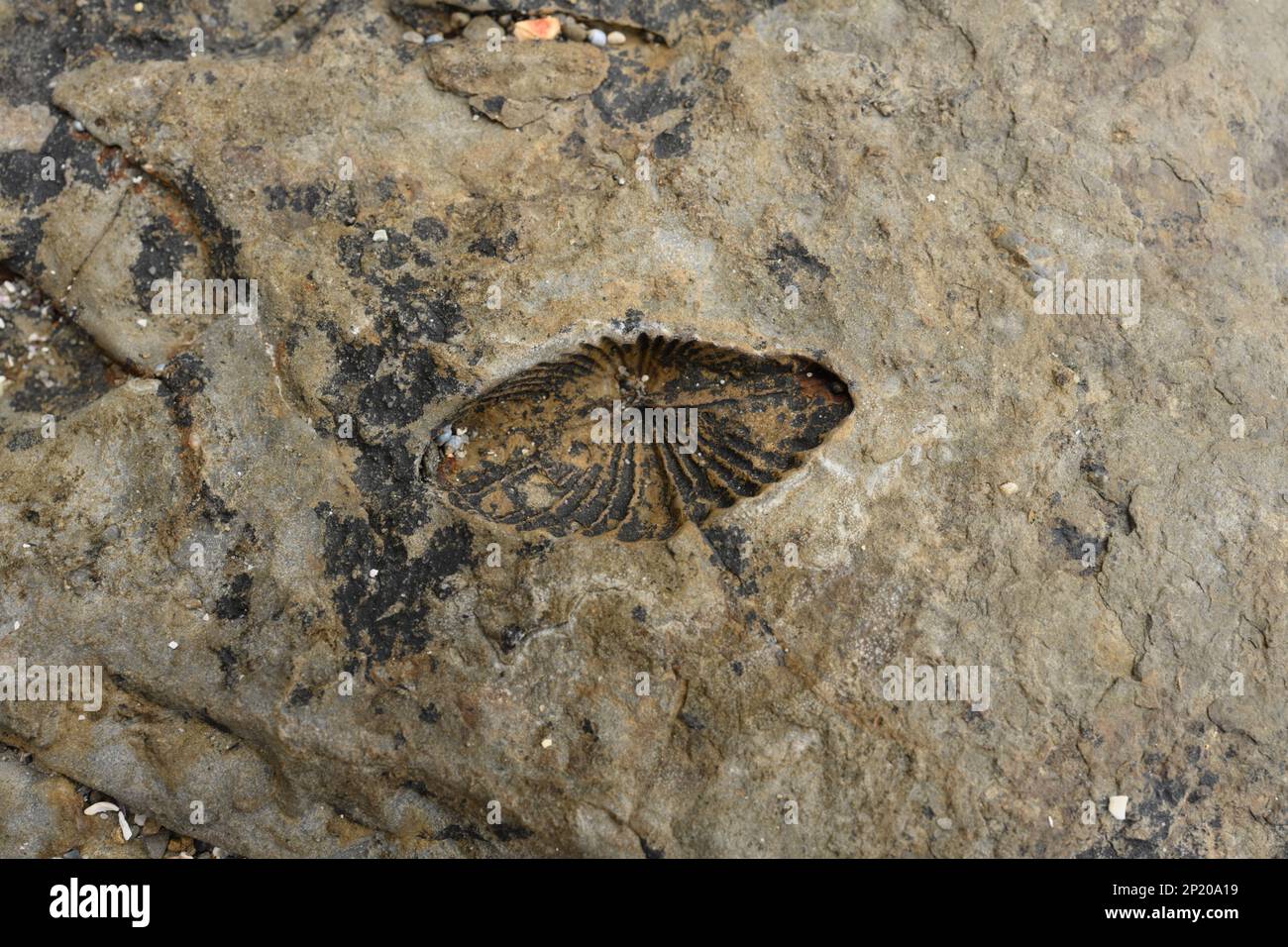 Fossil brachiopod -Spirifer photo end on showing hinge plate in situ in ...