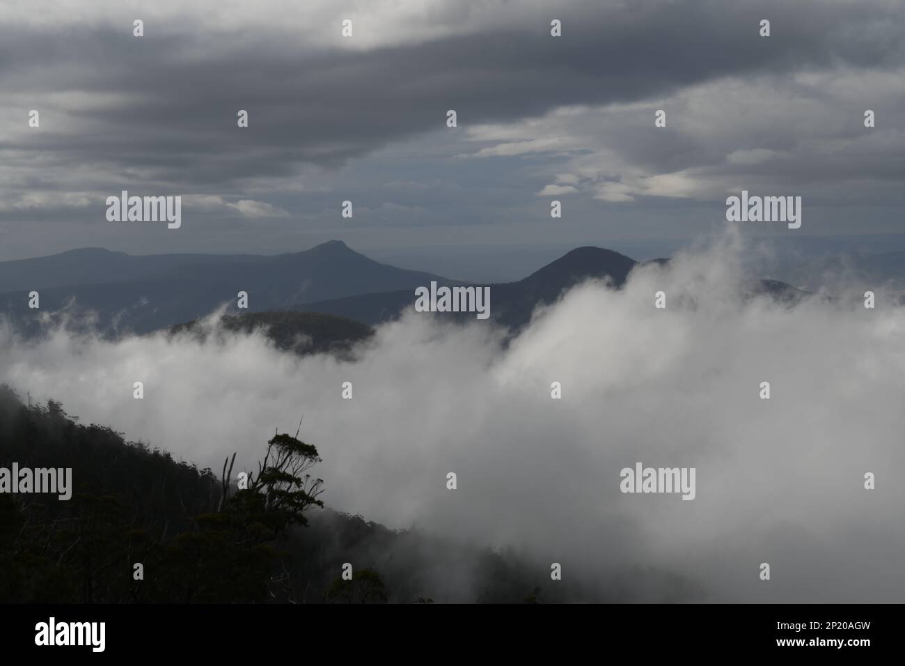 Above the clouds on Mount Wellington native vegetation and giant ...