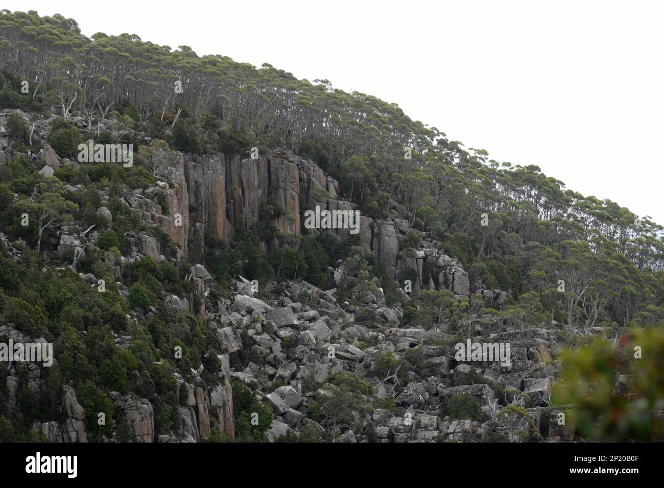 Above the clouds on Mount Wellington native vegetation and giant ...