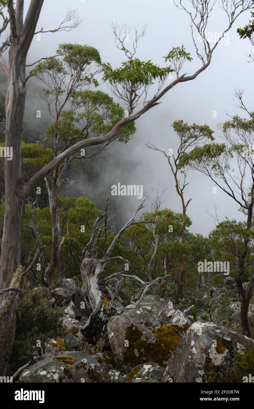 Above the clouds on Mount Wellington native vegetation and giant ...