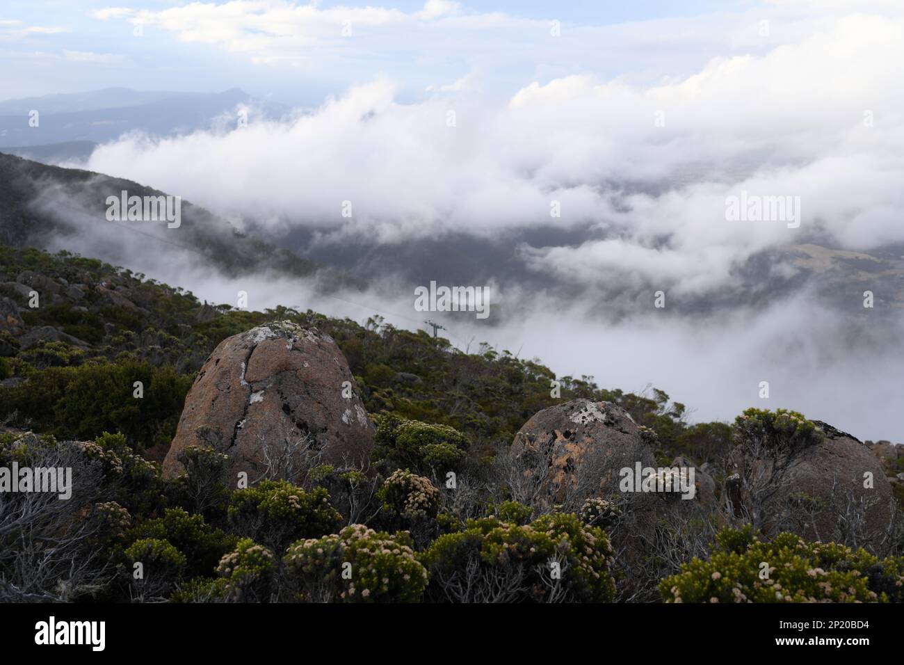 Clouds hang in the trees below Mount Wellington, native vegetation and ...