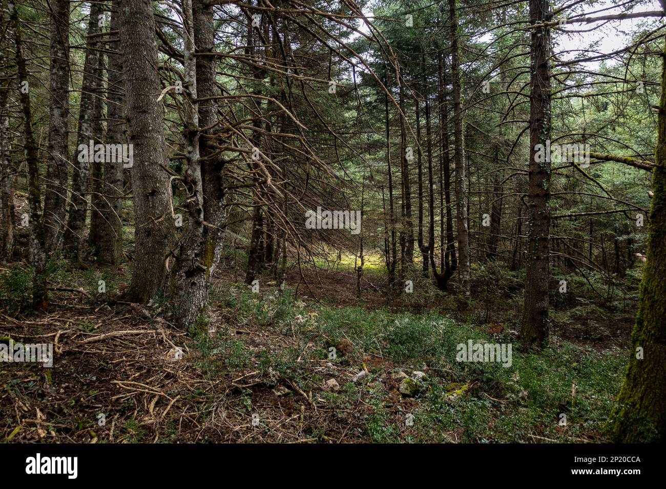 Mountain landscape with cut tree trunks Stock Photo - Alamy