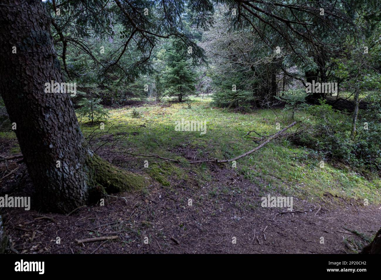 Mountain landscape with cut tree trunks Stock Photo - Alamy