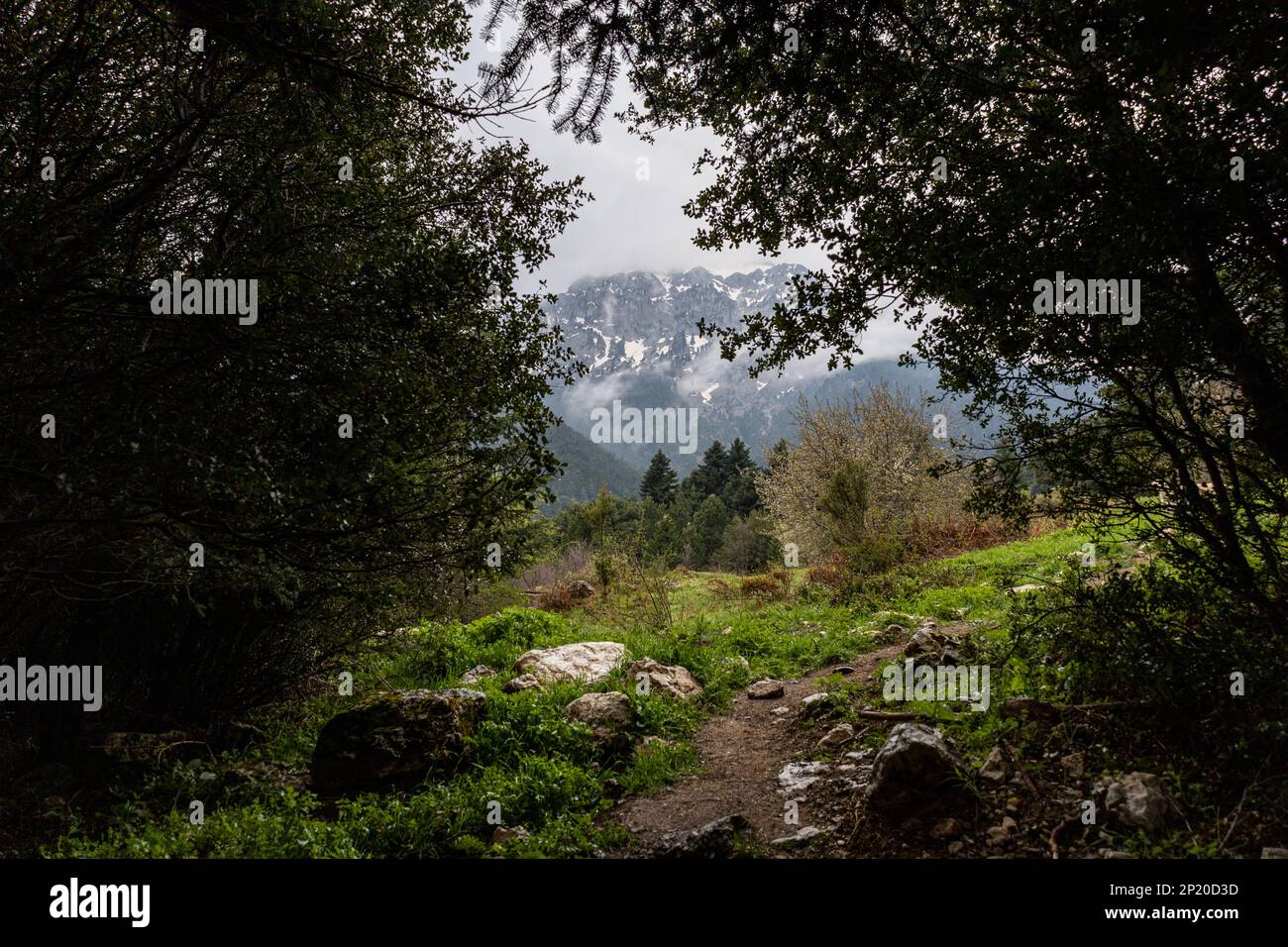 Mountain landscape with cut tree trunks Stock Photo - Alamy