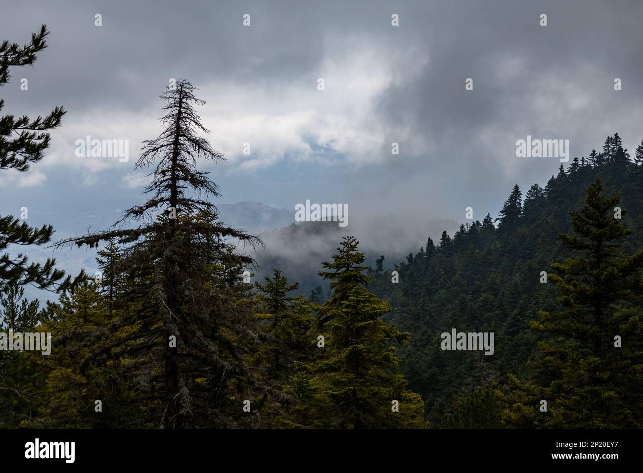 Mountain landscape with cut tree trunks Stock Photo - Alamy