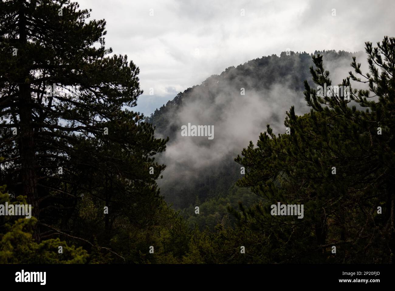 Mountain landscape with cut tree trunks Stock Photo - Alamy