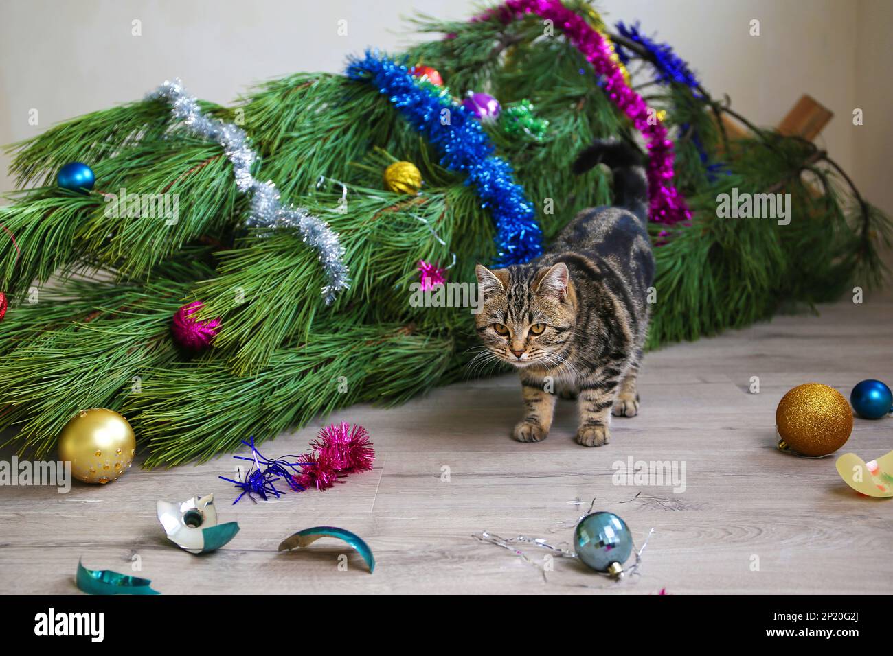 The cat filled up the Christmas tree for the New Year. Christmas tree ...