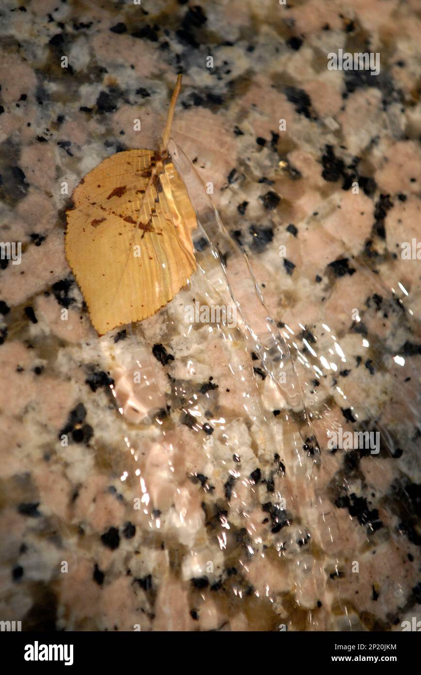 Water ripples over a leaf in a marble fountain outside of Hart Building ...