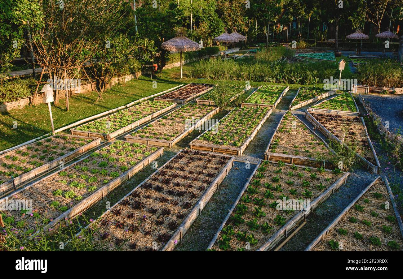 Community kitchen garden. Raised garden beds with plants in vegetable ...