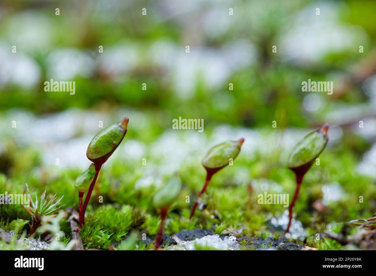 Bug-on-a-stick moss (Buxbaumia aphylla Stock Photo - Alamy