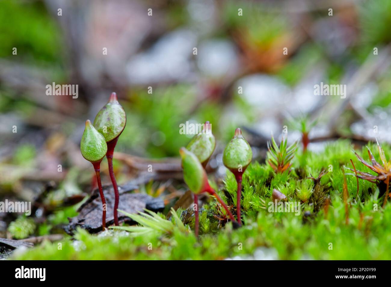 Bug-on-a-stick moss (Buxbaumia aphylla Stock Photo - Alamy