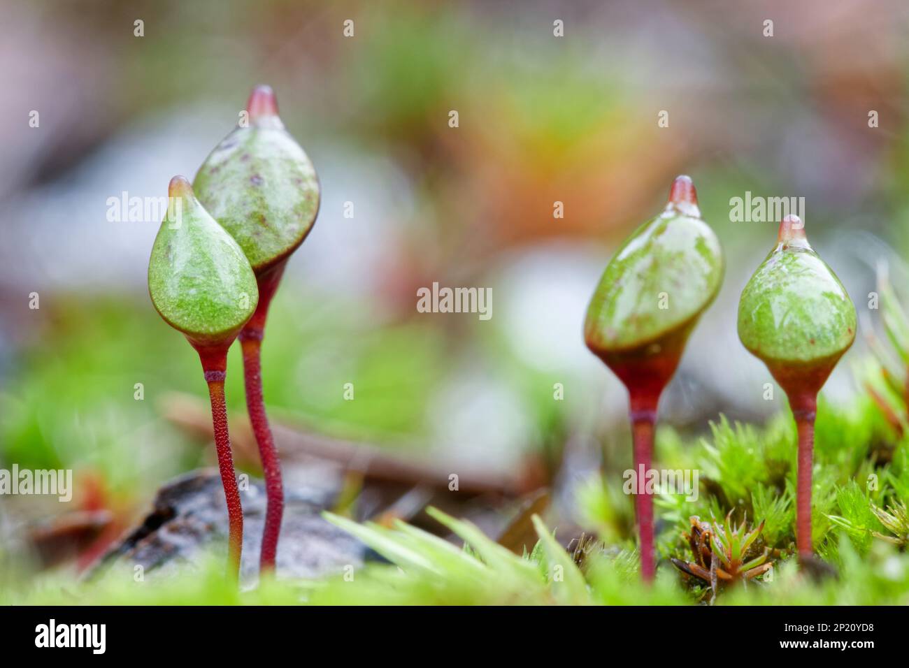 Bug-on-a-stick moss (Buxbaumia aphylla Stock Photo - Alamy